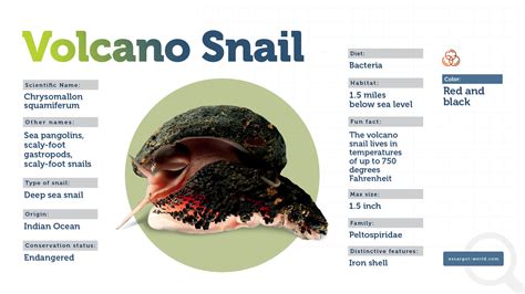 Volcano Snail Forged By The Degrees Underwater Magma
