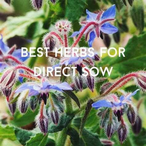 Direct Sow Or Transplant Which Is Best Phoenix Gardening