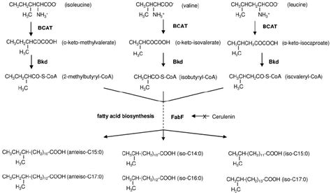 Proposed Bcfa Biosynthetic Pathway From Branched Chain Amino Acids In