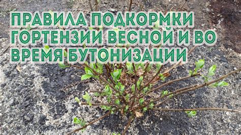 ПРАВИЛА ПОДКОРМКИ ГОРТЕНЗИИ ВЕСНОЙ И ВО ВРЕМЯ БУТОНИЗАЦИИ Youtube