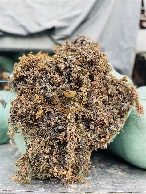 Buy New Crop 2024 Dried Sargassum Seaweed Big Leaves From Takimex