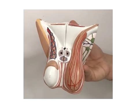 Pampiniform Plexus Quiz