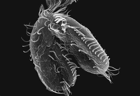 Cell Picture Show The Biology Of Sex Cell Press