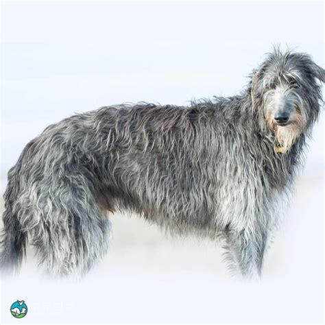 猎鹿犬 苏格兰猎鹿犬scottish Deerhound Deerhound 萌宠四季