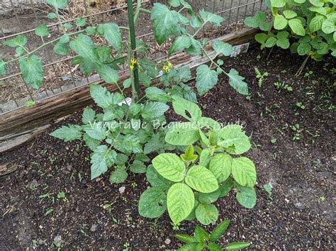 ミニトマトと相性がいいコンパニオンプランツを野菜栽培士が詳しく解説します！ミニトマトと寄せ植えできる（一緒に植えても良い）野菜の種類は？ミニ