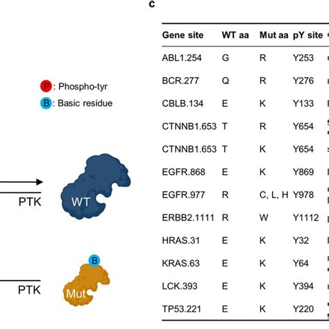 Basic Residues Antagonize Ptp Activity A Basic Residues Lower The Download Scientific