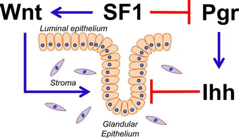 A Model For The Role Of Sf1 Dependent Regulatory Network For Uterine