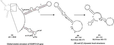 Structural Dynamics Of Dna Secondary Structures During Higher Download Scientific Diagram