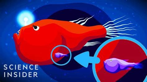 VoiceTube Learn English Through Videos VoiceTube Learn English Through Videos