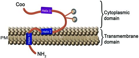 Structure Of The Human Immunodeficiency Virus Hiv 1 Accessory Protein