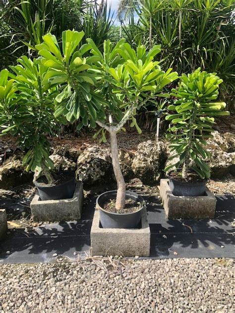 14″ Euphorbia Drupifera 5′ Tri State Foliage In House Availability