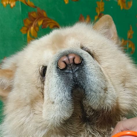 Simba Chow Chow Youtube