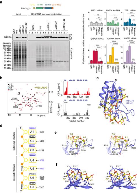Structural Basis For Rbm39 Single Strand Rna Binding Activity A Rna Rnp
