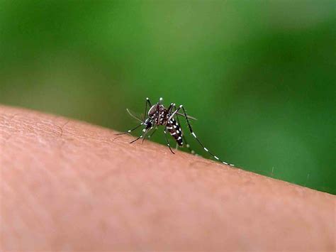 Dengue amenaza estacional o solo un reflejo del cambio climático UAG