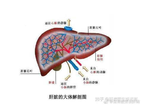 肝脏“人体最大的化工厂”是怎样运转的？ 知乎