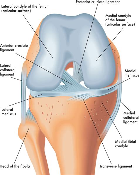 ACL Vs PCL GulfPhysio UAE S Online Physiotherapy Store