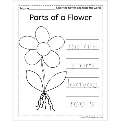 Parts Of A Flower Worksheet For Kindergarten