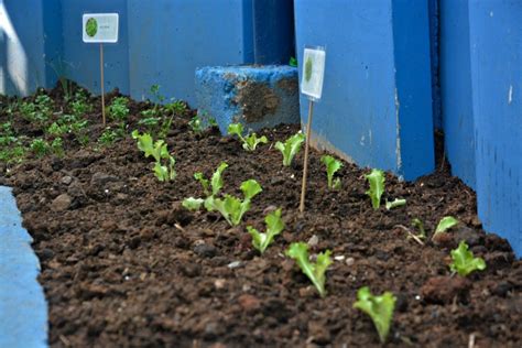 Creche De Volta Redonda Ganha Horta Para Educação Ambiental Diário Do