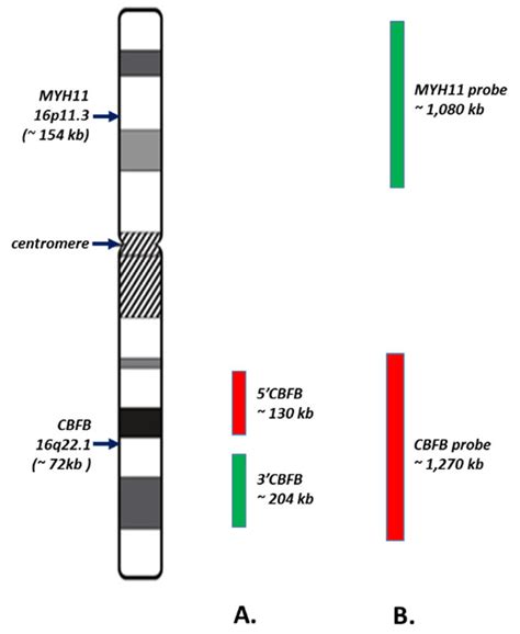 Schematic Illustration Of Cbfb Break Apart Bap And Cbfb Myh Dual