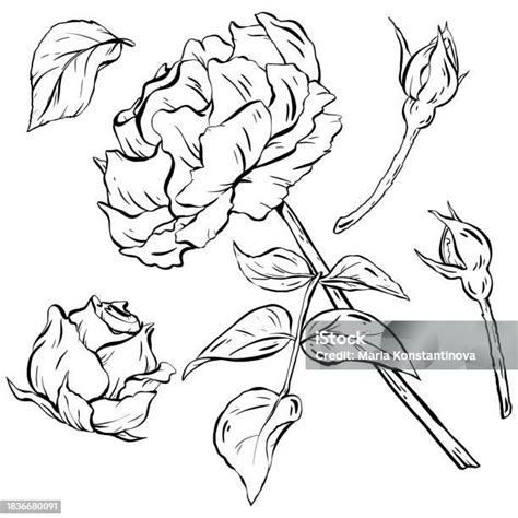 잉크 섬세하게 세공된 장미 꽃 꽃 단풍을 보여줍니다 문신 디자인 초대장 및 카드에 이상적입니다 축하 결혼식 생일 Eps 10의 벡터 일러스트 레이 션 0명에 대한 스톡 벡터