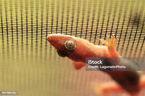 복숭아 색 플로리다 일반적인 하우스 게 코 Hemidactylus Frenatus 0명에 대한 스톡 사진 및 기타 이미지 0