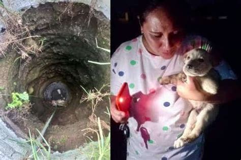 Rescatan En Toluca A Perrito Que Cayó Dentro De Un Pozo Artesanal De