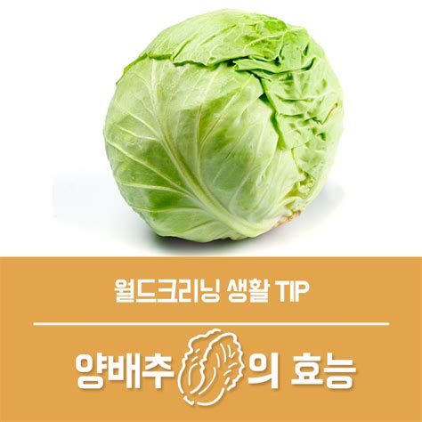 양배추의 효능 겨울에 더 맛있는 양배추드세요~ 네이버 블로그