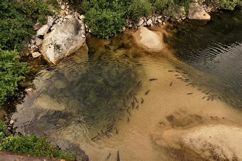 Popo Agie River At The Rise 1 Lander Wyoming Photograph By John