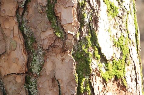 Premium Photo Green Moss On A Tree Bark Natural Moss Texture Background