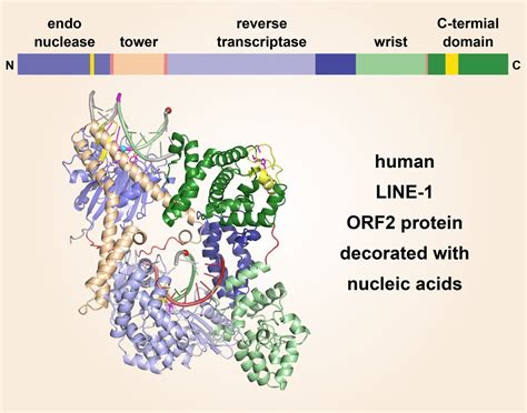 tackling human line 1 reverse transcriptase