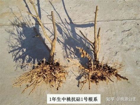 郑果所桃砧木中桃抗砧1号在全国农业高新技术成果会签约授权 知乎
