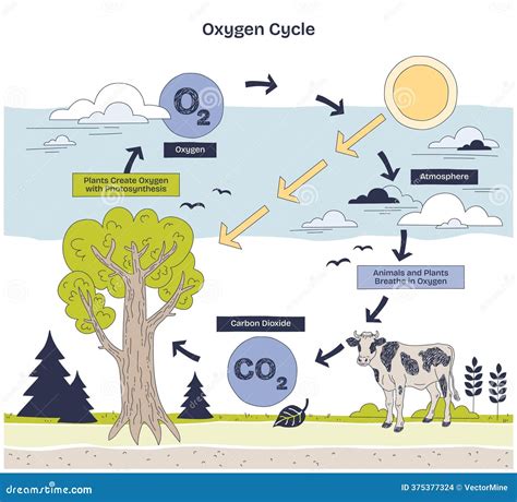 Oxygen Cycle On Earth Diagram Vector Illustration 271276408