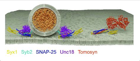 Tomosyn Forms A Decoy Snare Complex With Syx1 And Snap 25 In An Unc18 Download Scientific