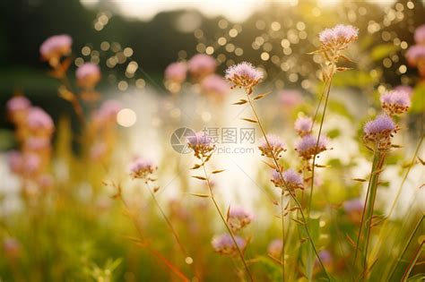 自然秋天的野花高清图片下载 正版图片600445926 摄图网