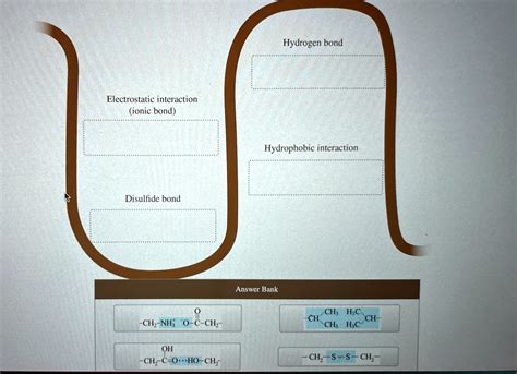 Electrostatic Interaction Ionic Bond Disulfide Bond Ch2 Nh3 Oh O C Ch2