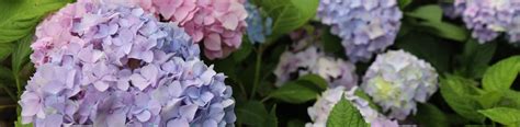 Exploring The Beauty Of Hydrangea Macrophylla Varieties Garden Goods