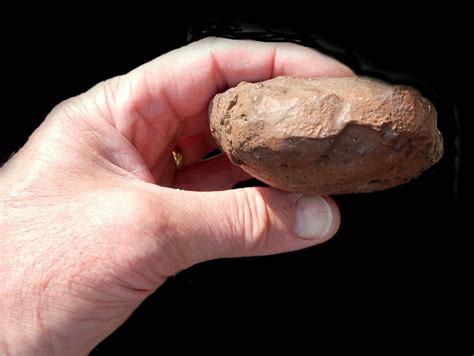 Segnosaurus Egg Is It Real Is It Real How To Recognize Fossil