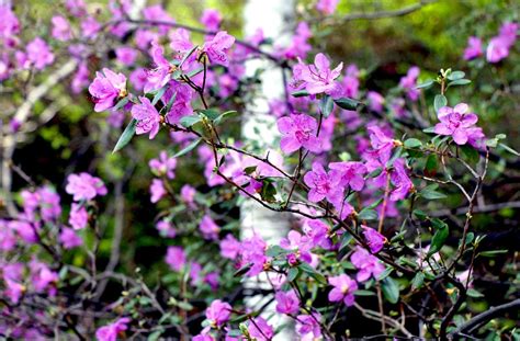 Маральник (Много фото) - treepics.ru