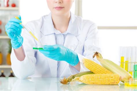Scientist Examining Corn Genetic Modification Research Stock Image