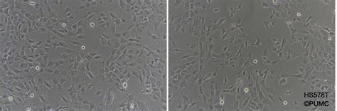 国家实验细胞资源共享平台