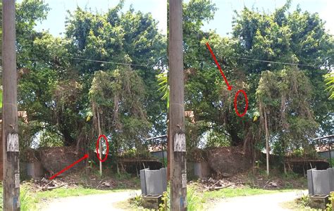 Gambar Pohon Angker Pulp