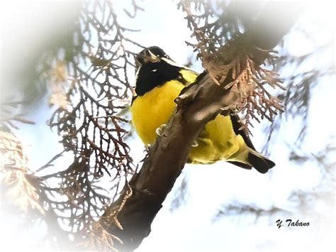 Yellow Belied Tit