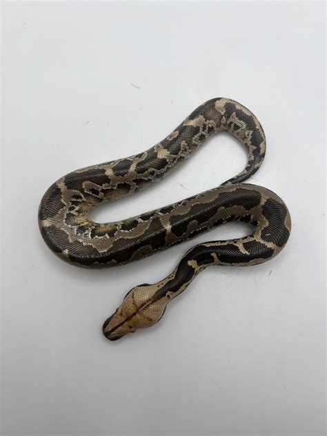 Sumatran Short Tailed Python By Li Reptiles Morphmarket