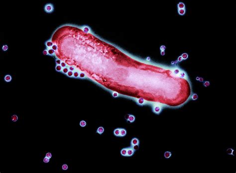 Adenovirus Particles And Bacterium Tem Photograph By Hazel Appleton