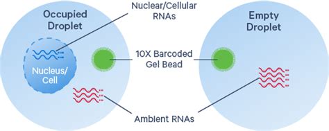 Introduction To Ambient Rna Correction 10x Genomics