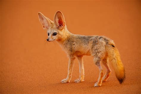 The Little Princes Fox By Lukas Zeman World Photography Organisation