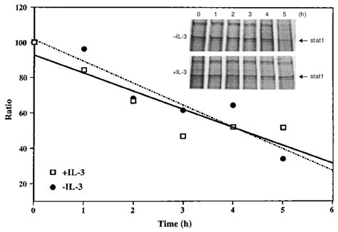 Half Life Of Stat1 32d Cells Were Pre Labeled With 35 S Methionine