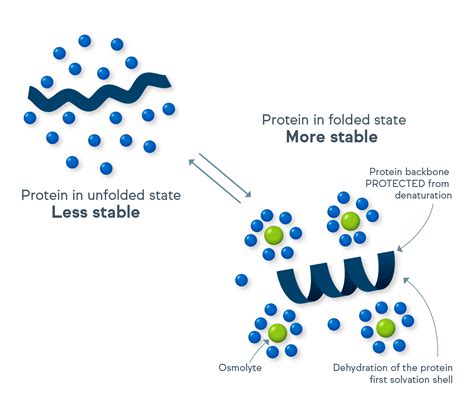 Osmolytes A New Generation Of Hydration Iff