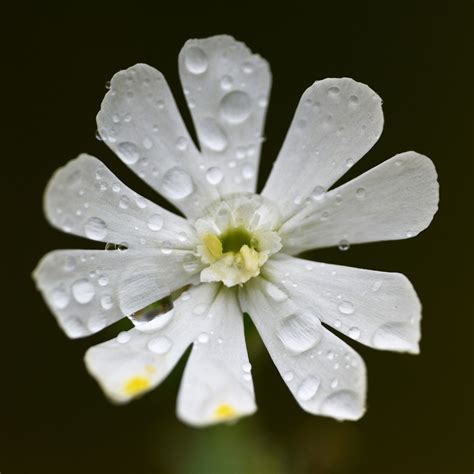 Institute Of Experimental Botany Of The Cas Úeb Av Čr
