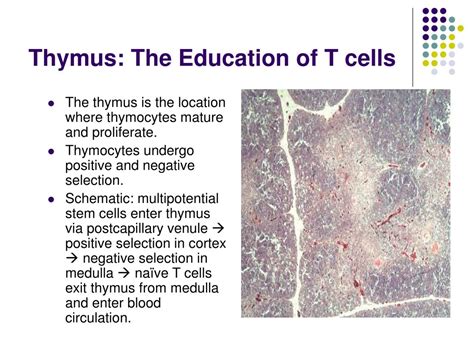 Ppt Thymus And Spleen Powerpoint Presentation Free Download Id248247